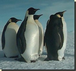 Pinguins